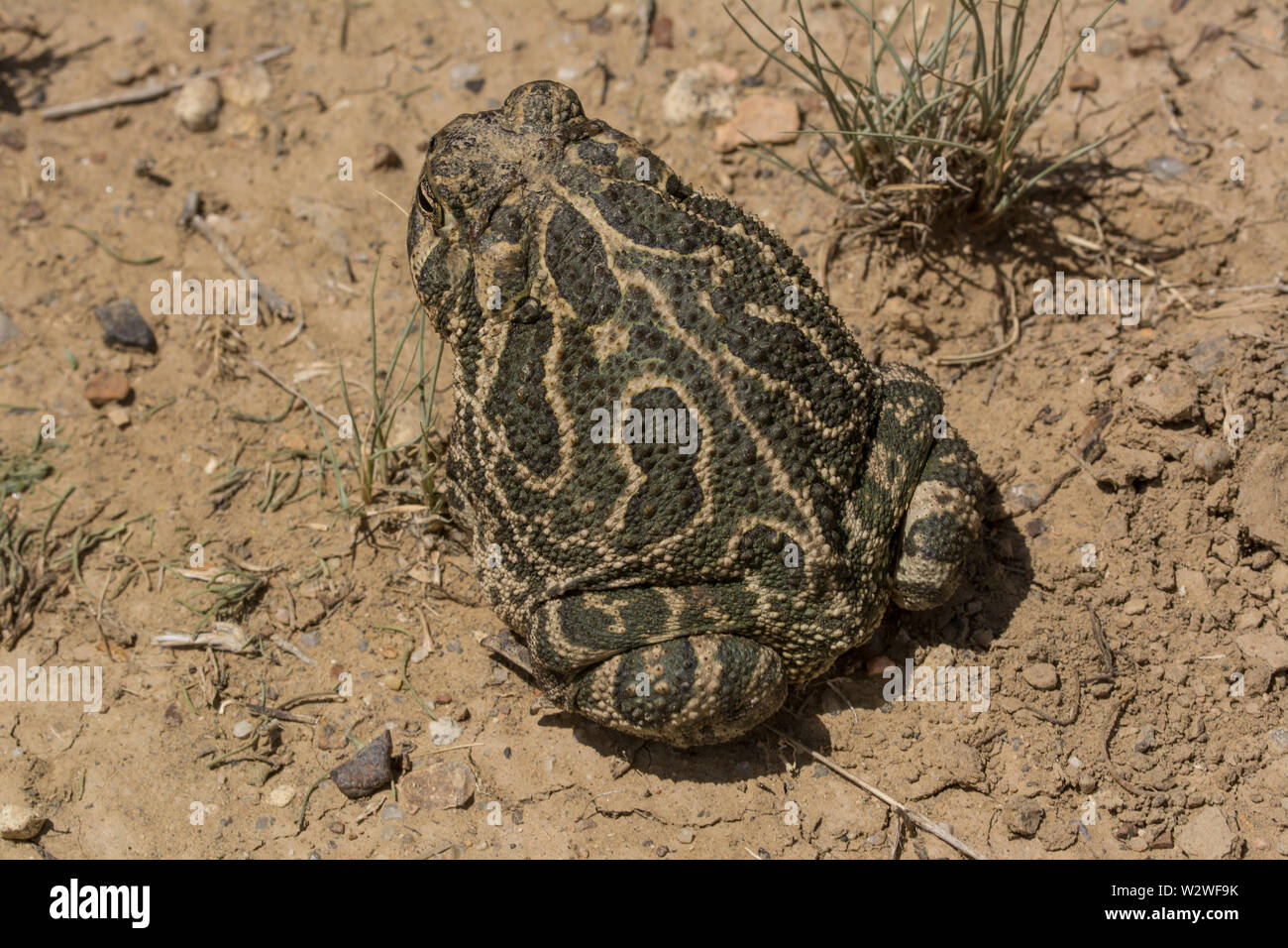 Great Plains Toad (Anaxyrus cognatus) from Kiowa County, Colorado, USA ...