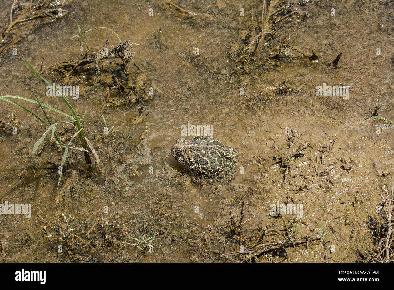 Great Plains Toad (Anaxyrus cognatus) from Kiowa County, Colorado, USA ...