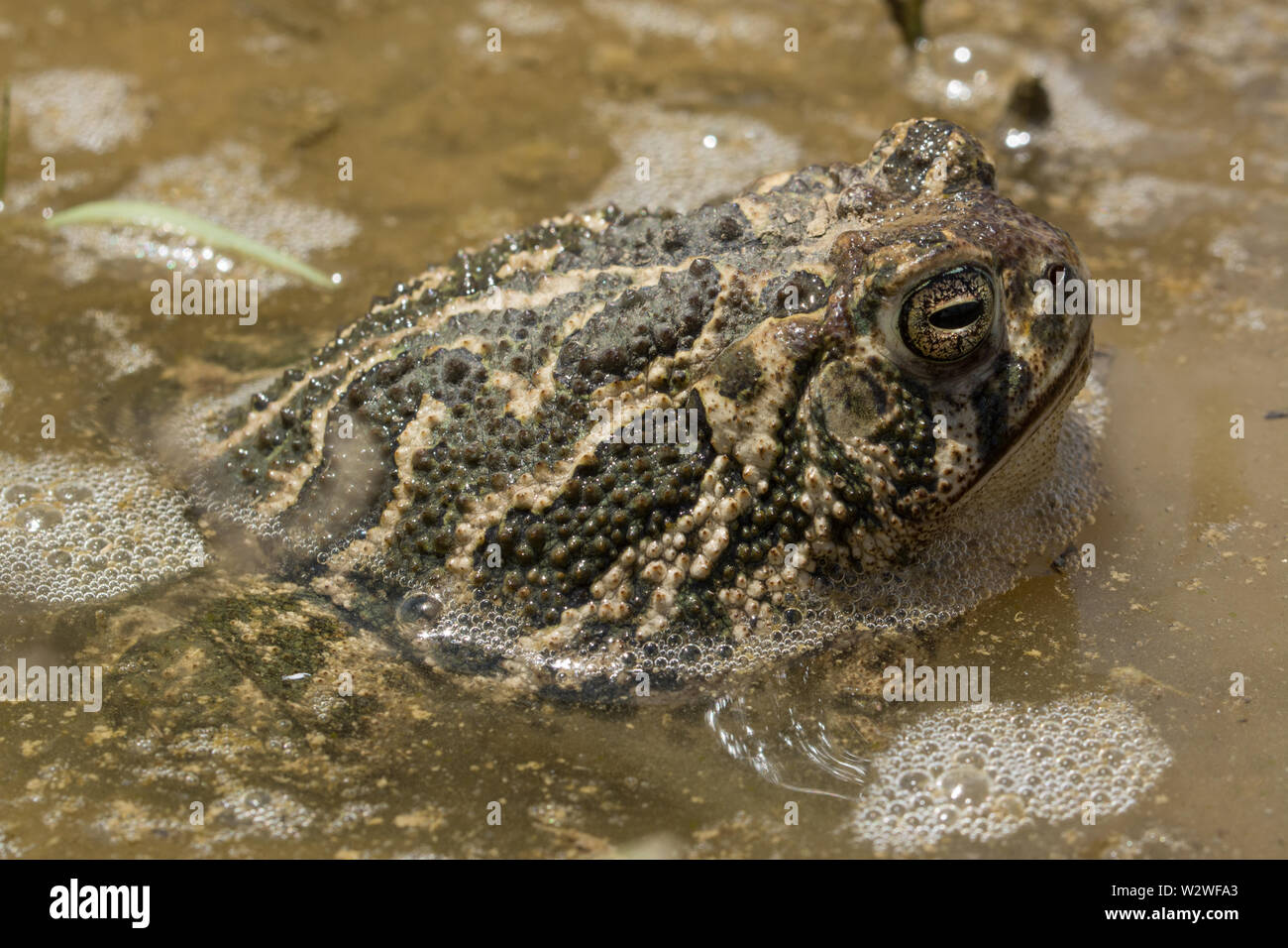 Great Plains Toad (Anaxyrus cognatus) from Kiowa County, Colorado, USA ...