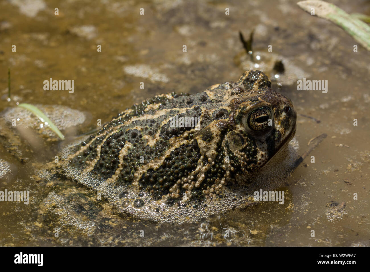Great Plains Toad (Anaxyrus cognatus) from Kiowa County, Colorado, USA ...