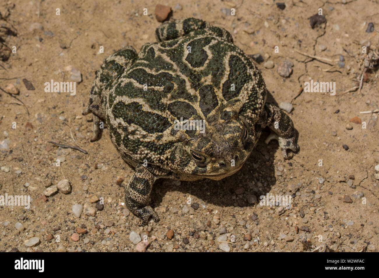 Great Plains Toad (Anaxyrus cognatus) from Kiowa County, Colorado, USA ...