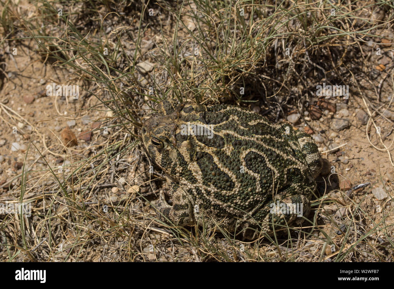 Great Plains Toad (Anaxyrus cognatus) from Kiowa County, Colorado, USA ...