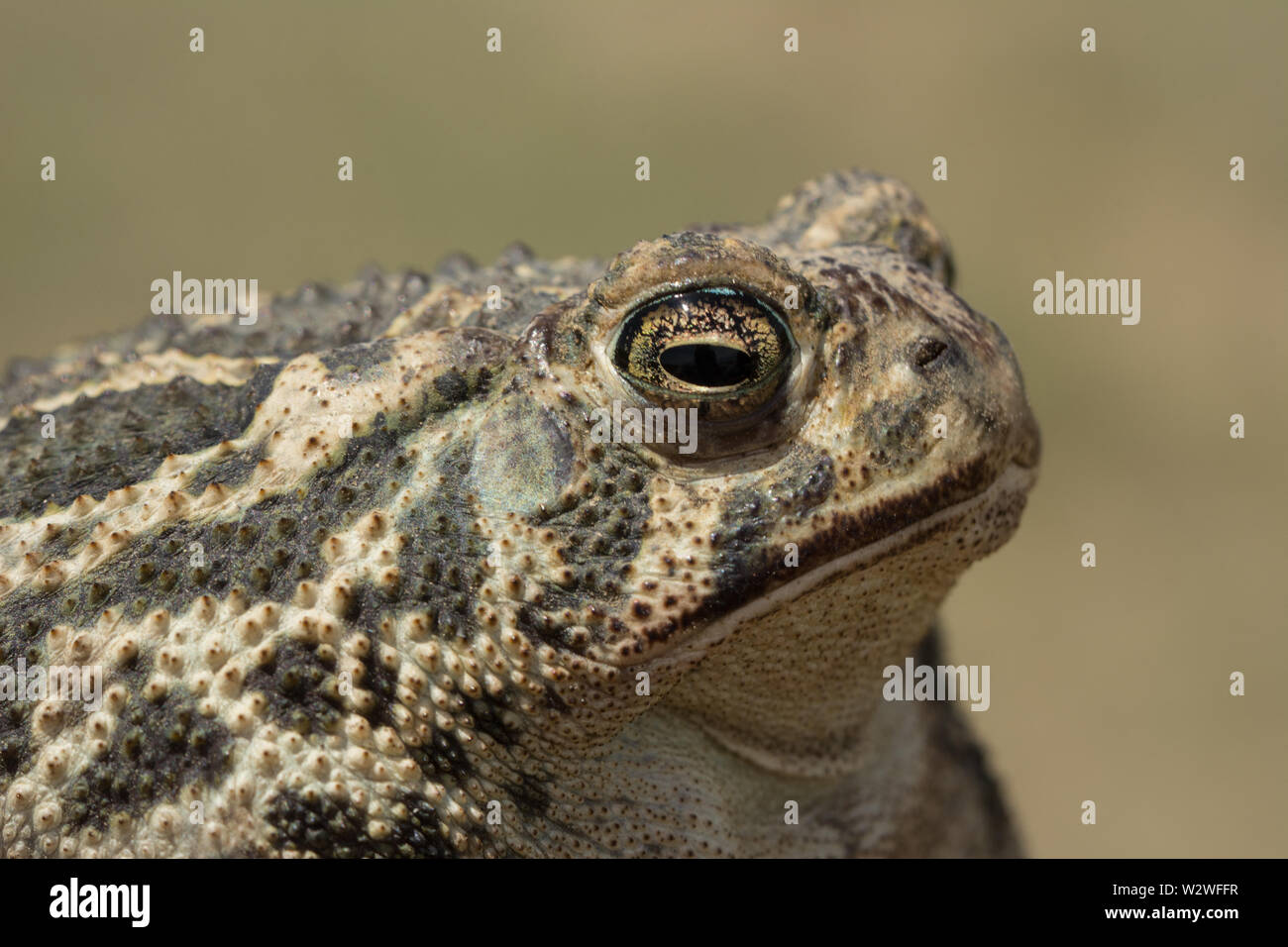Great Plains Toad (Anaxyrus cognatus) from Kiowa County, Colorado, USA ...