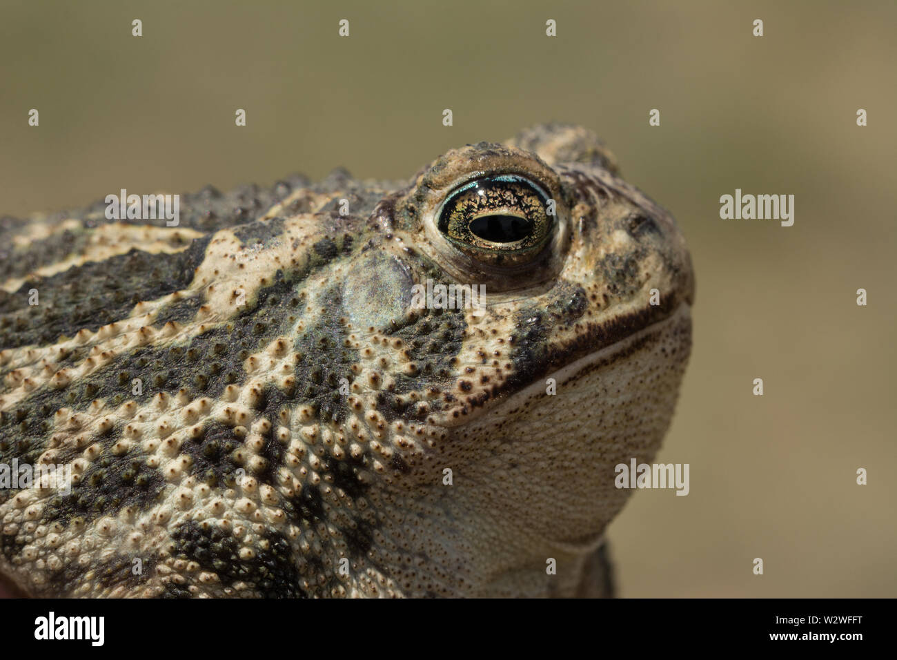 Great Plains Toad (Anaxyrus cognatus) from Kiowa County, Colorado, USA ...