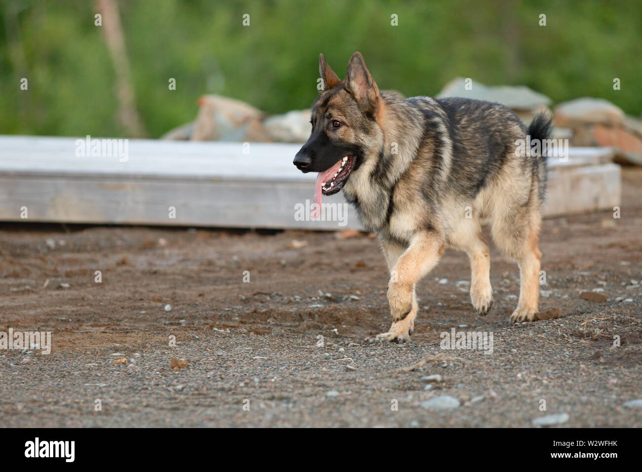 Sable german shepherd hi-res stock photography and images - Alamy