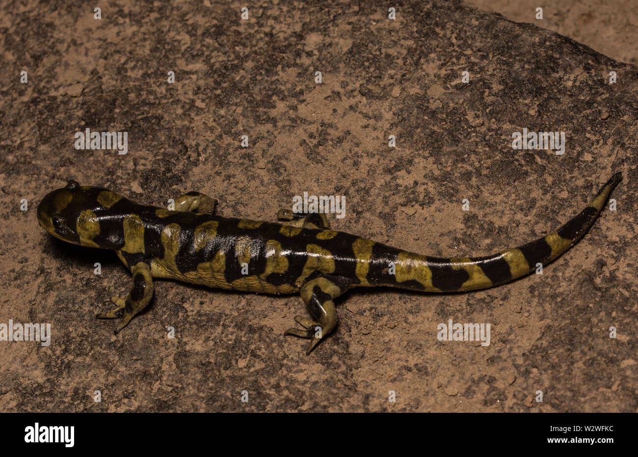Barred Tiger Salamander (Ambystoma mavortium mavortium) from Jefferson ...