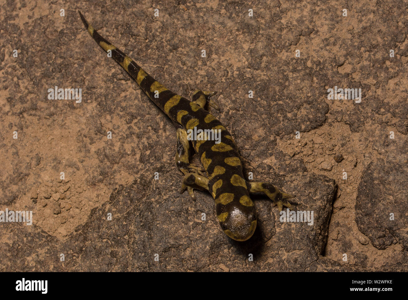 Barred Tiger Salamander (Ambystoma mavortium mavortium) from Jefferson ...