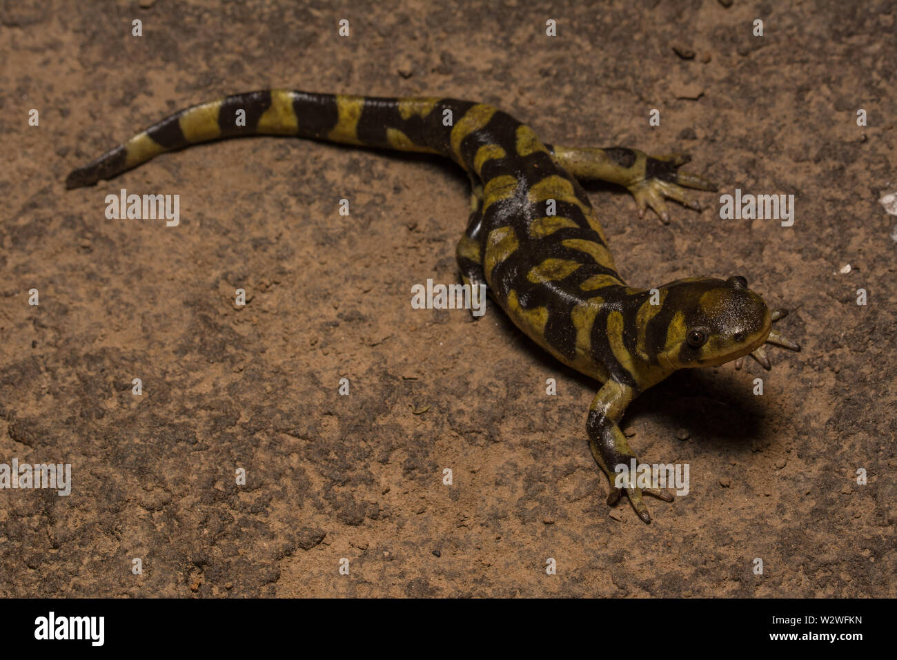 Barred Tiger Salamander (Ambystoma mavortium mavortium) from Jefferson ...