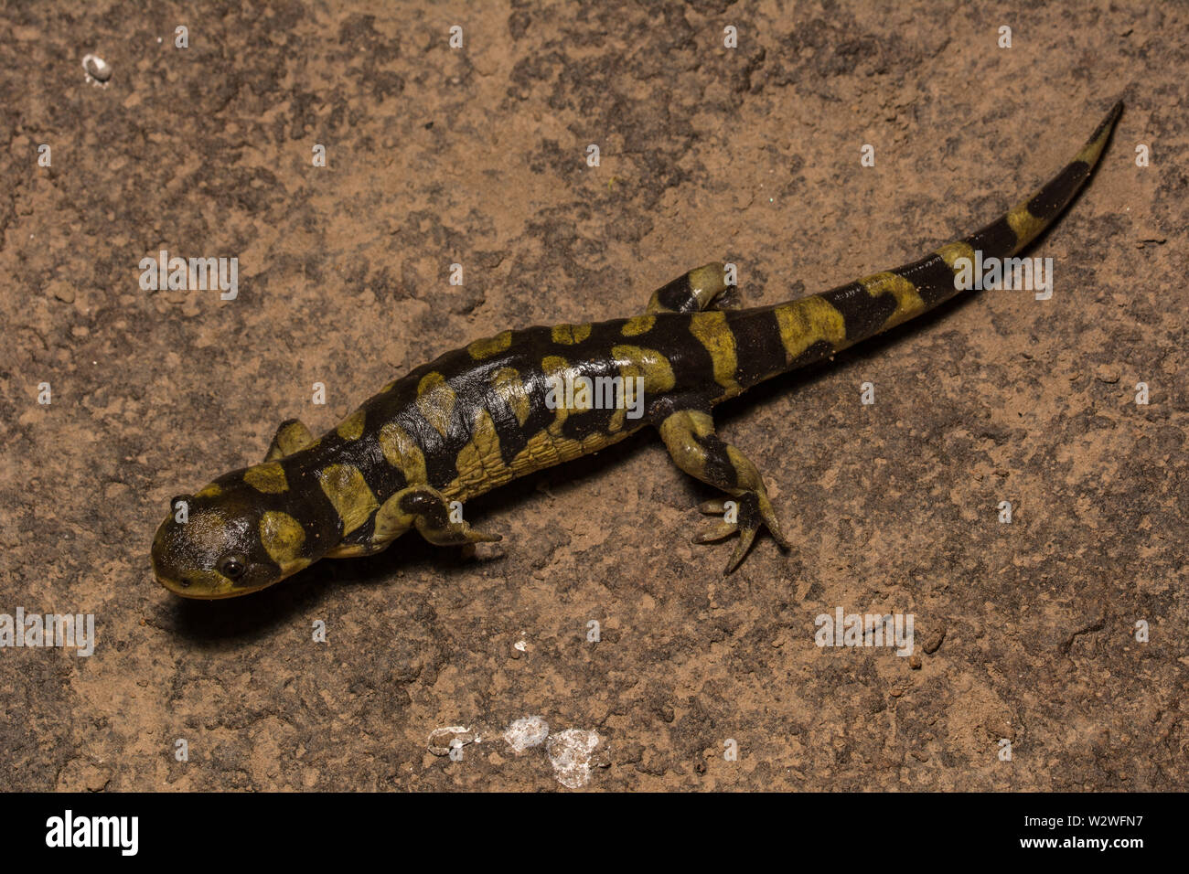 Barred Tiger Salamander (Ambystoma mavortium mavortium) from Jefferson ...