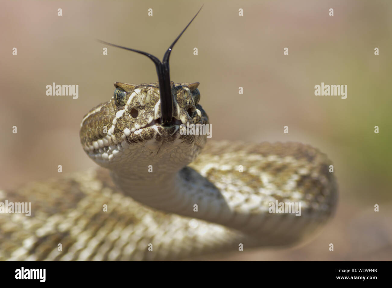 Prairie Rattlesnake (Crotalus viridis) from Weld County, Colorado, USA ...