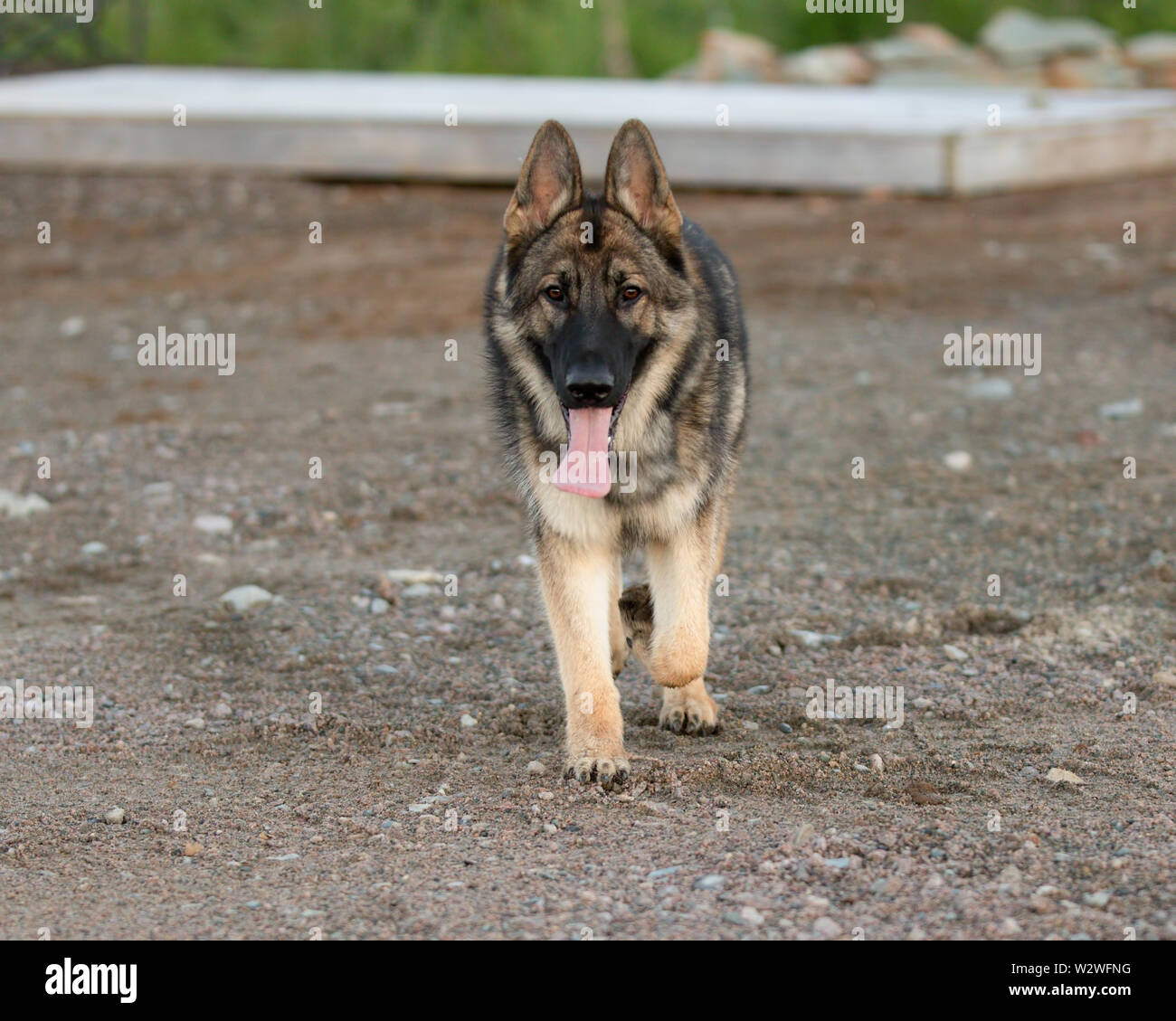 Sable german shepherd hi-res stock photography and images - Alamy