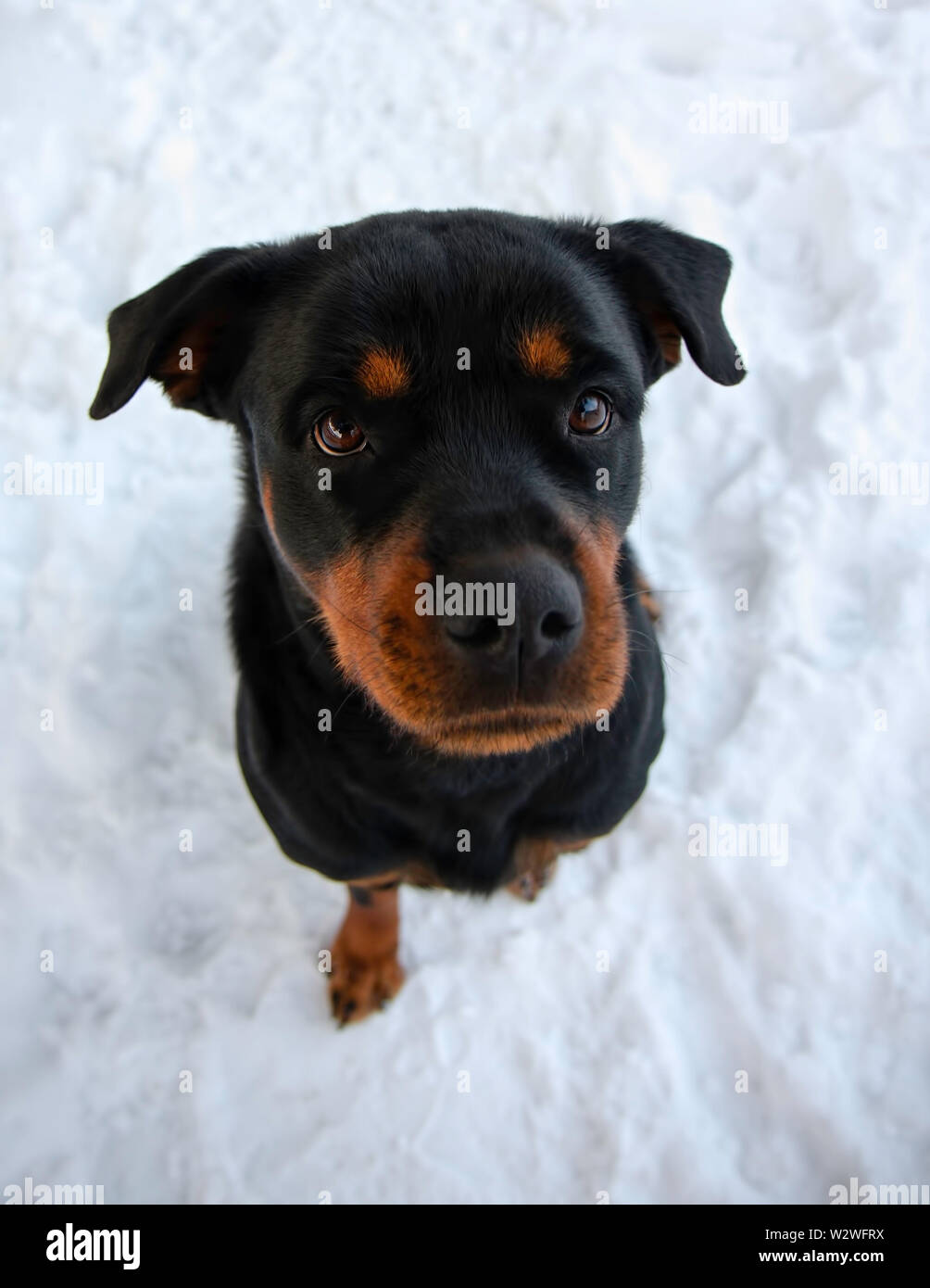 Rottweiler Sitting in Snow in Winter Looking Up Stock Photo - Alamy
