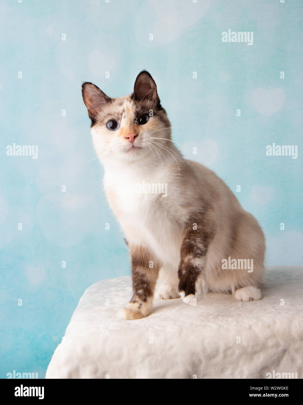 Siamese Calico Mix Cats