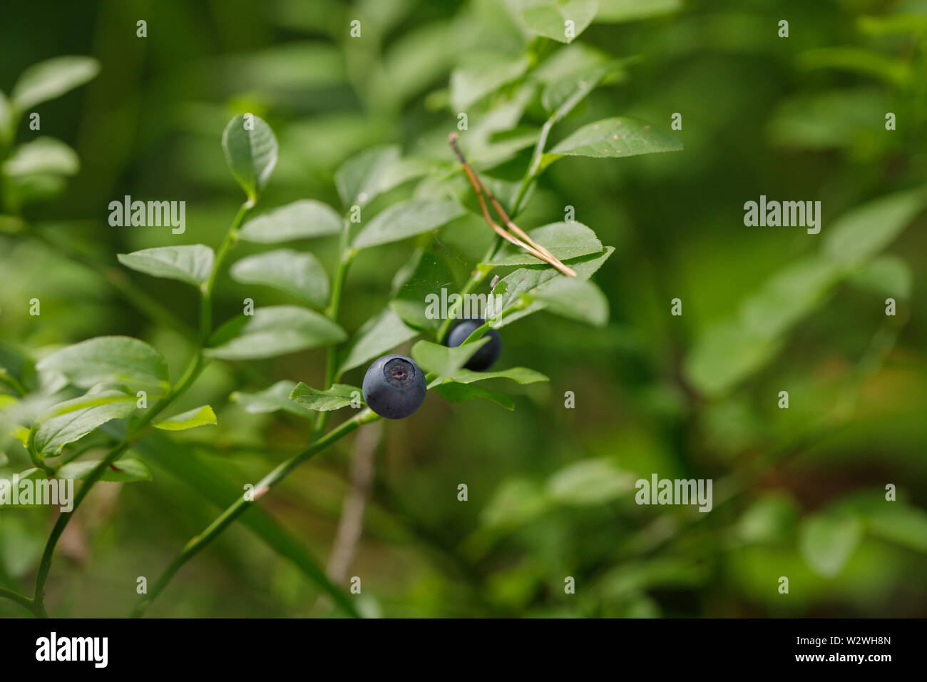 Picking wild blueberries in forest hi-res stock photography and images ...