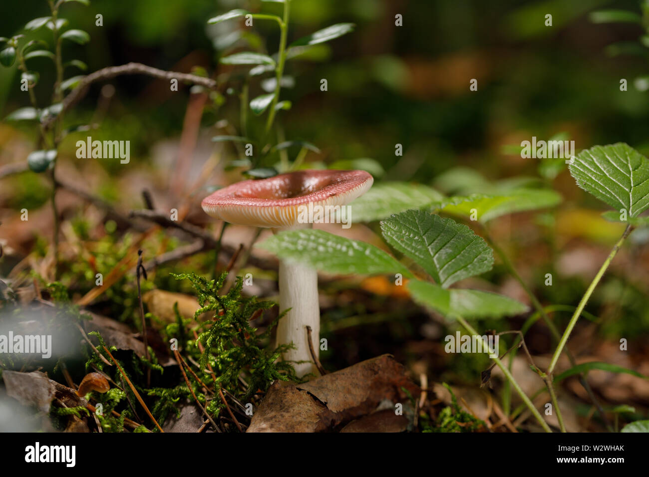 Russula atropurpurea hi-res stock photography and images - Alamy