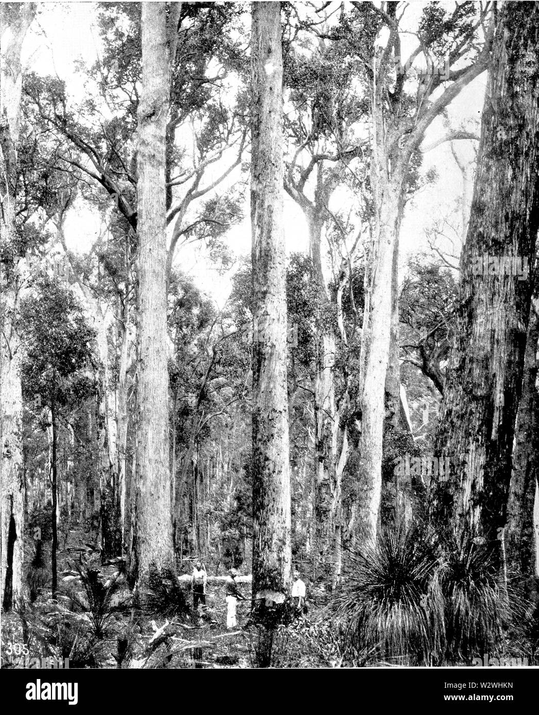 Jarrah forest in Primer of Forestry Poole 1922 Stock Photo - Alamy
