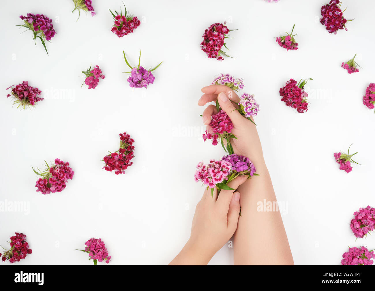 female hands with light smooth skin and buds of a blossoming Turkish ...