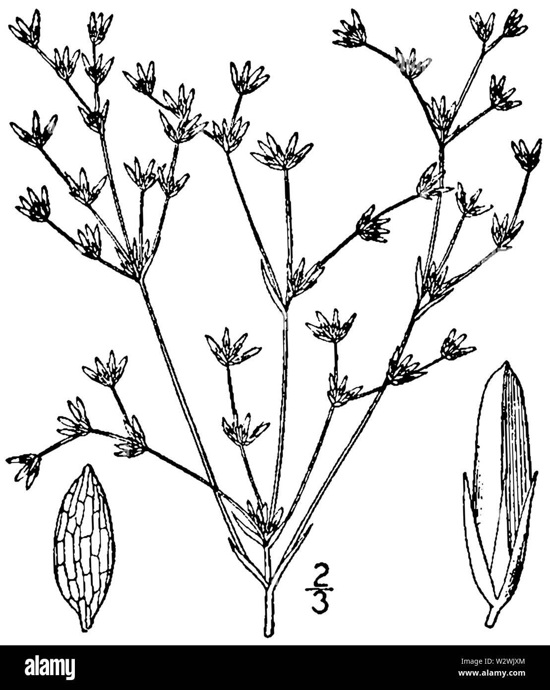 Juncus diffusissimus BB-1913 Stock Photo - Alamy