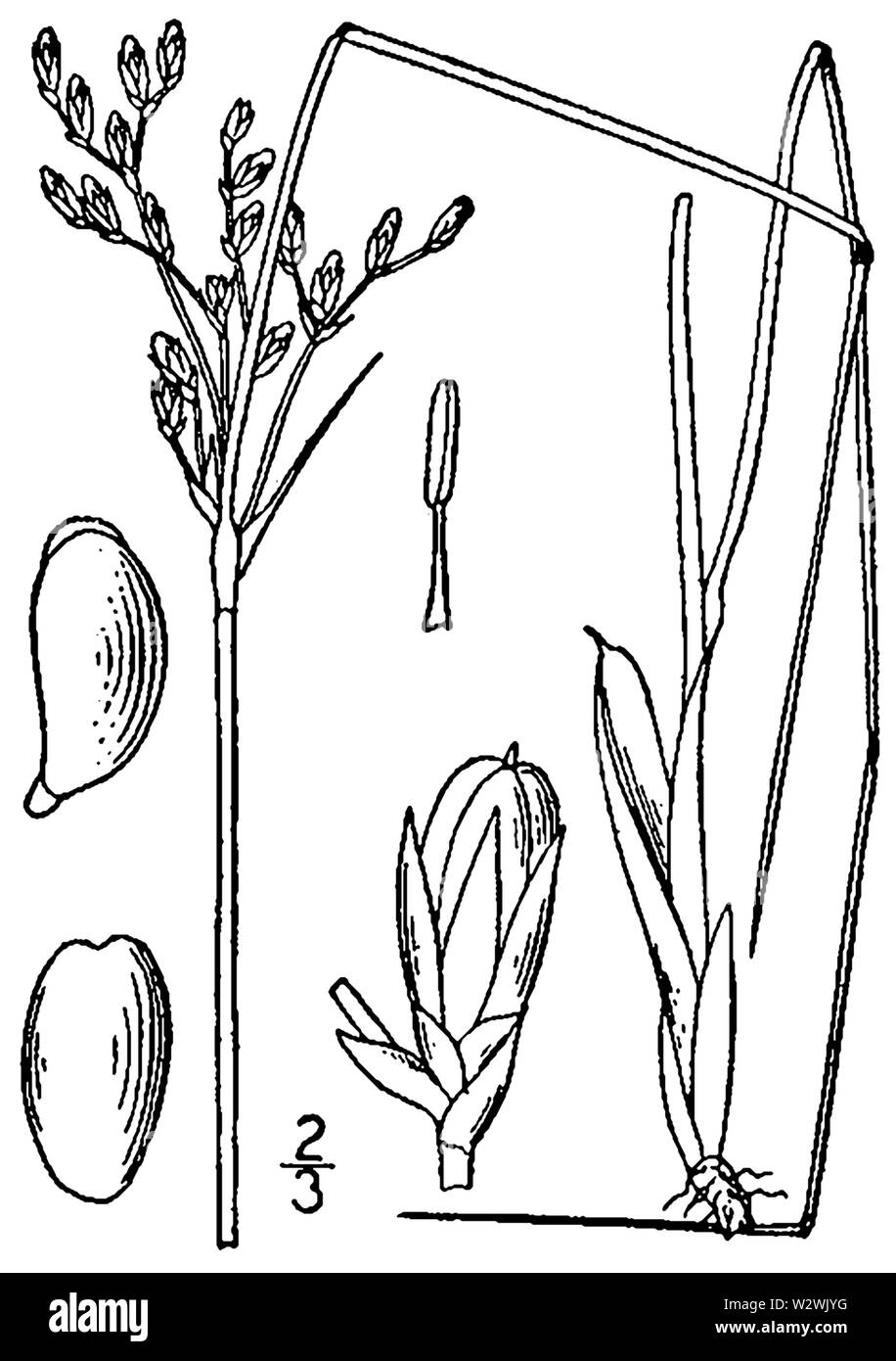 Greenei hi-res stock photography and images - Alamy