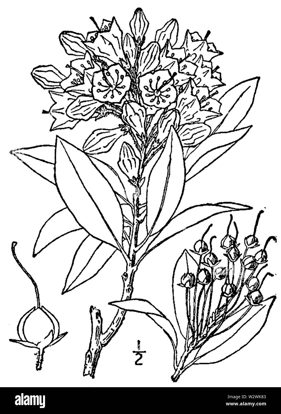 Botanical illustration of Kalmia latifolia from 1913 Stock Photo - Alamy