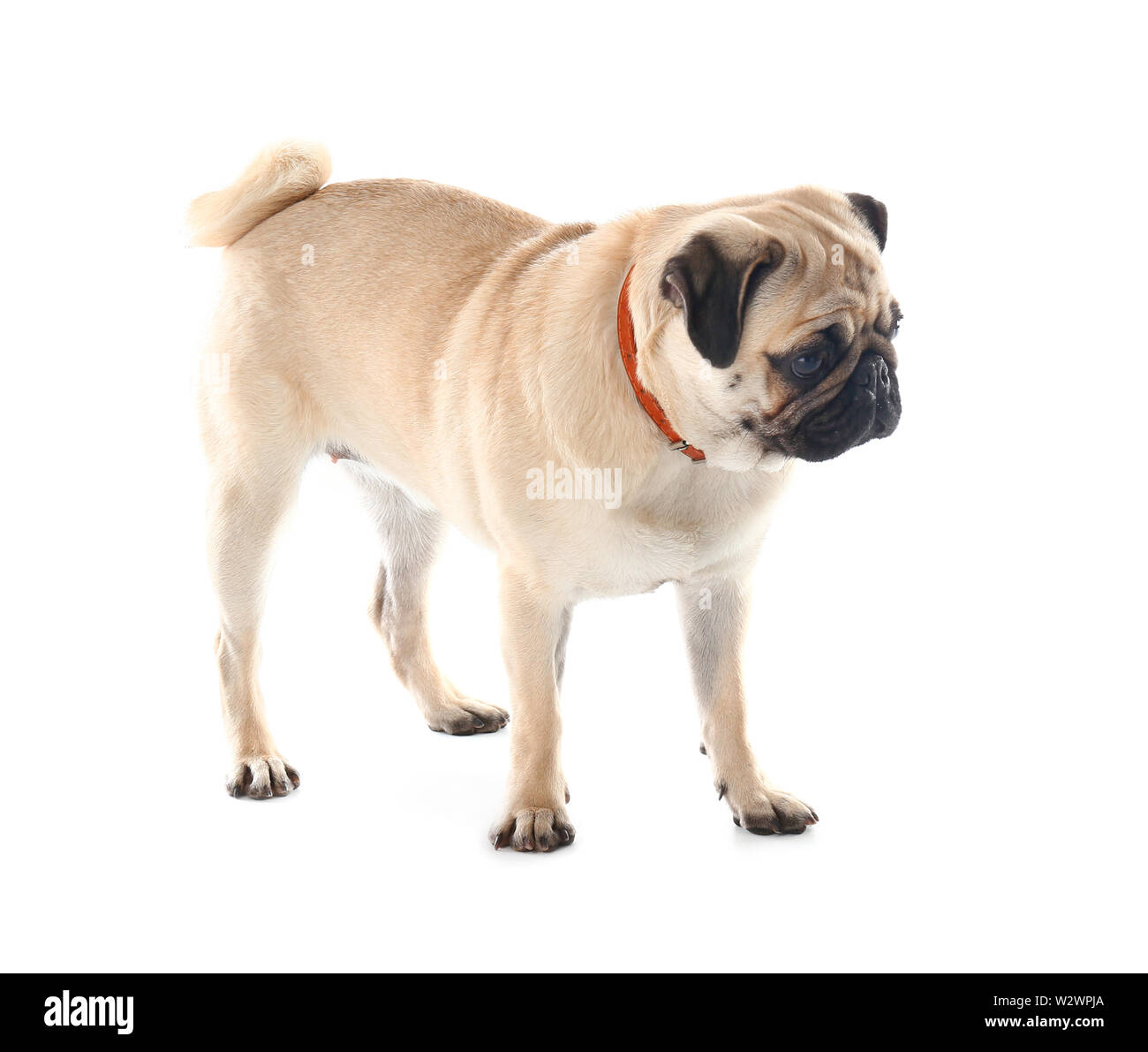 Cute pug dog on white background Stock Photo - Alamy