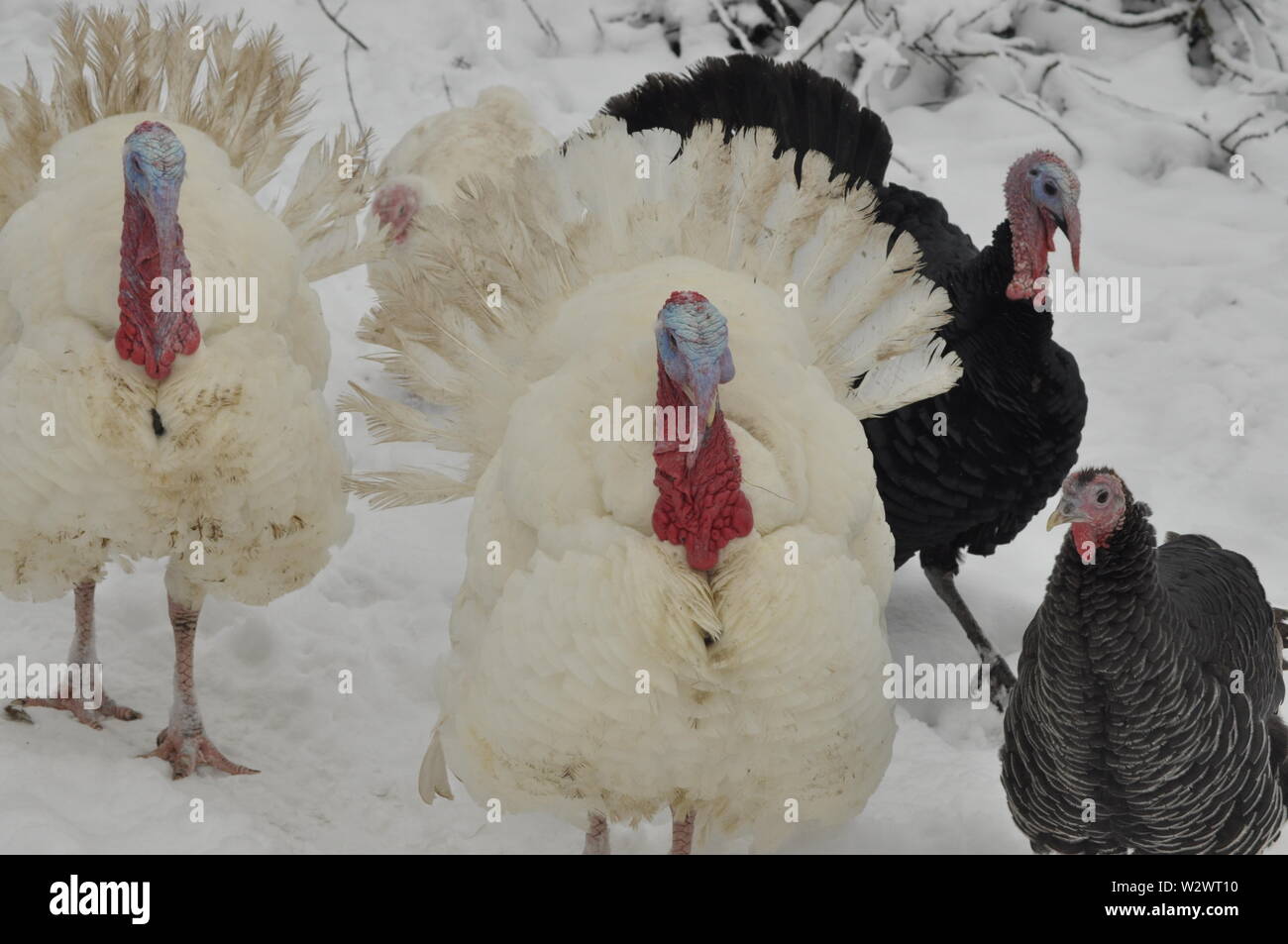 White turkey with red coral. Nervous and aggressive bird Stock Photo ...