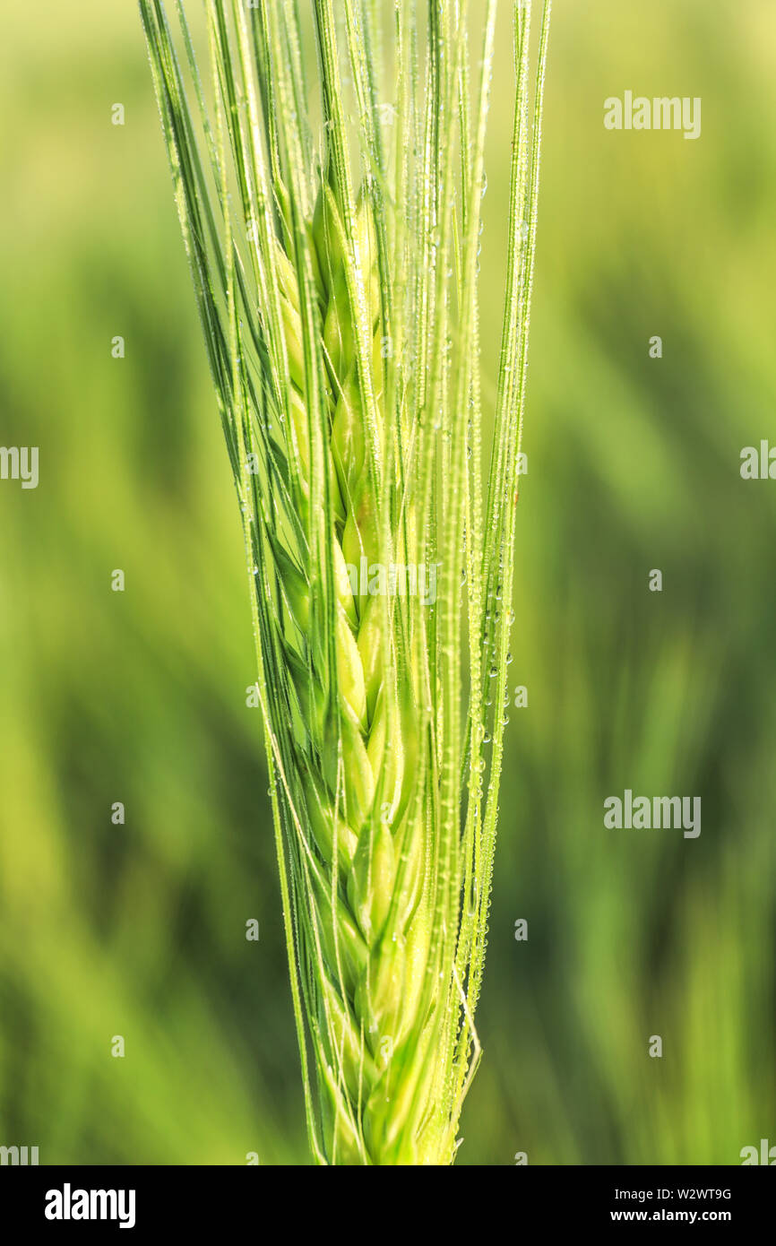 Wheat spikelet in field on sunny day, closeup Stock Photo - Alamy