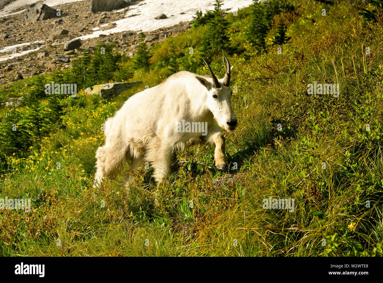A mountain goat makes its way across a mountainside in Glacier National ...