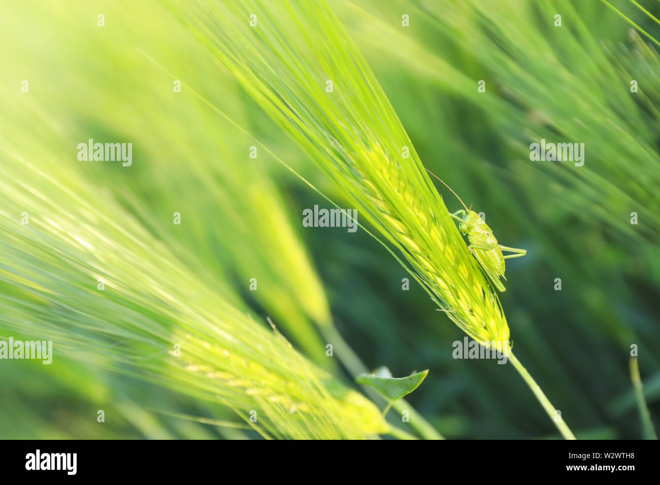 Grasshopper on green wheat spikelet in field Stock Photo - Alamy