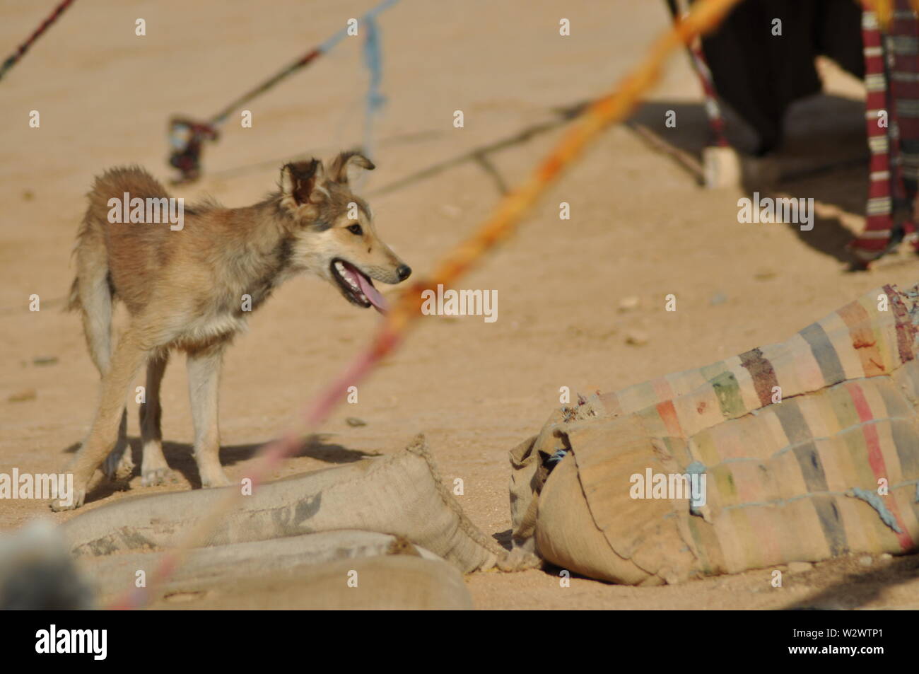 The dog in the desert in the north of the Sahara. Tunisia Stock Photo ...