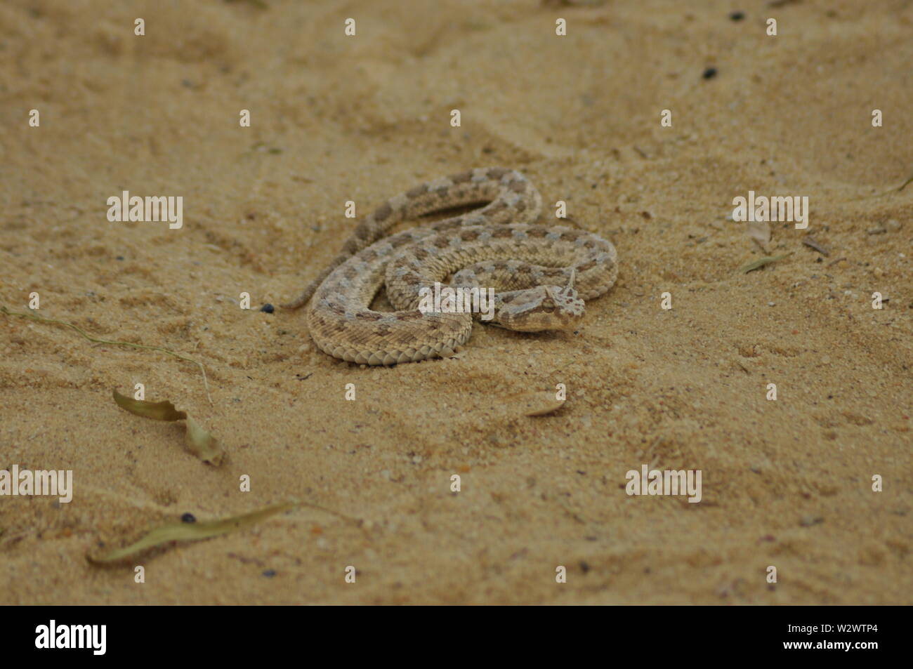Sahara sand viper hi-res stock photography and images - Alamy