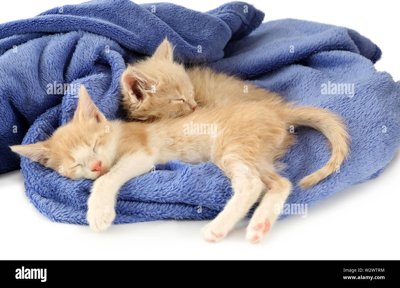Cute sleeping kittens at home Stock Photo - Alamy