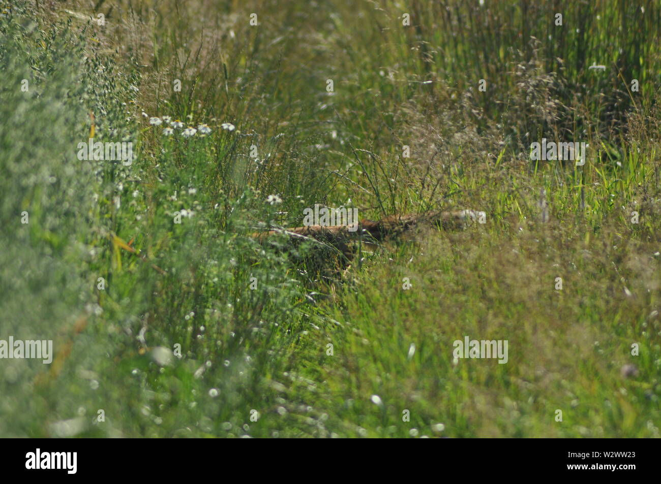 Fox fleeing hunter. Tail protruding from the grass Stock Photo - Alamy