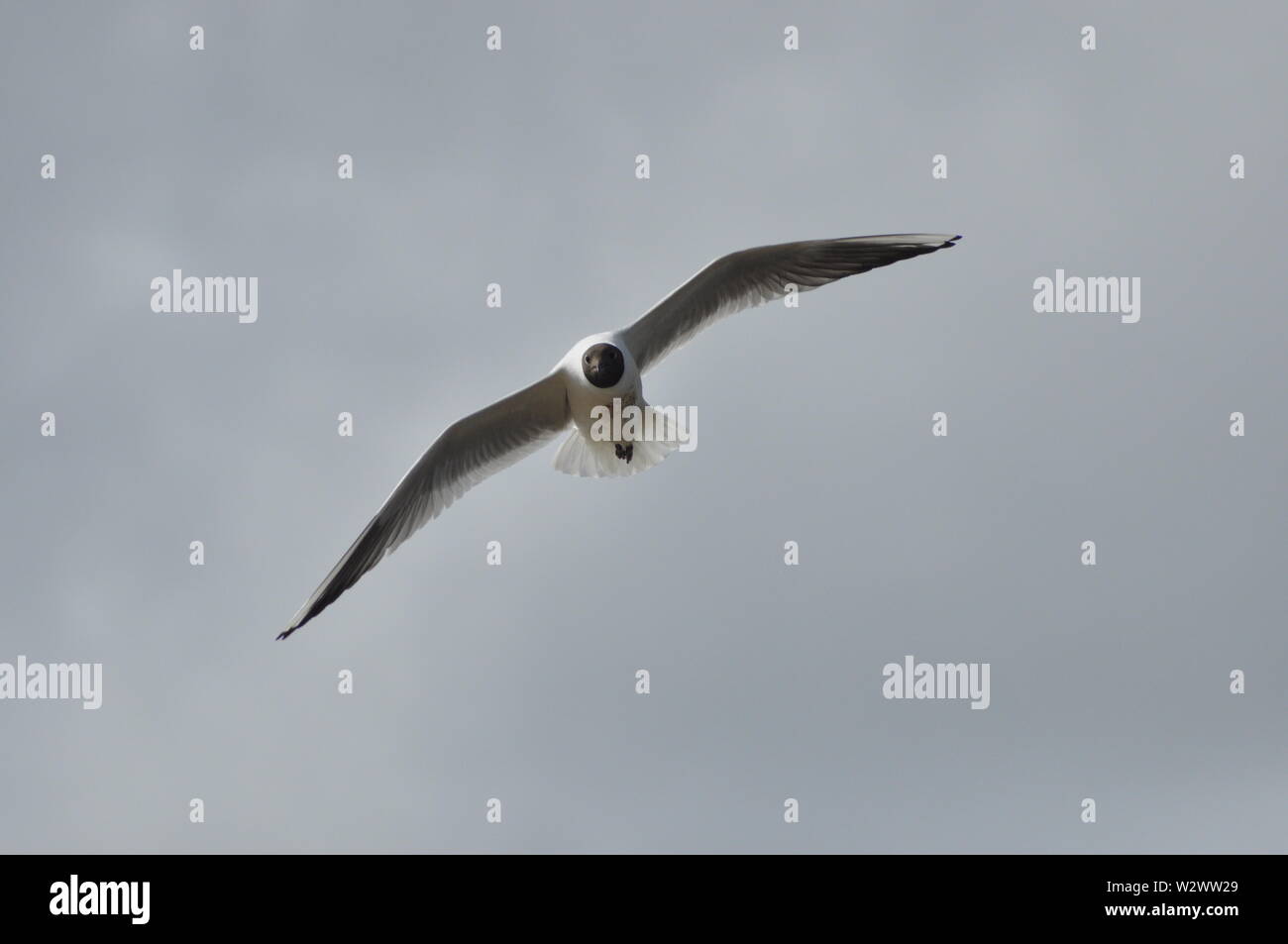 Seagull flying over your head. Alarming bird Stock Photo - Alamy