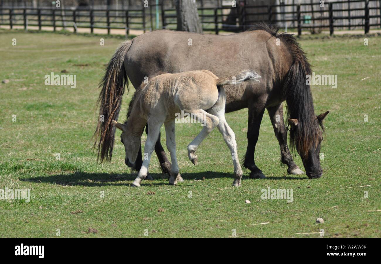 Colt mating mare hi-res stock photography and images - Alamy