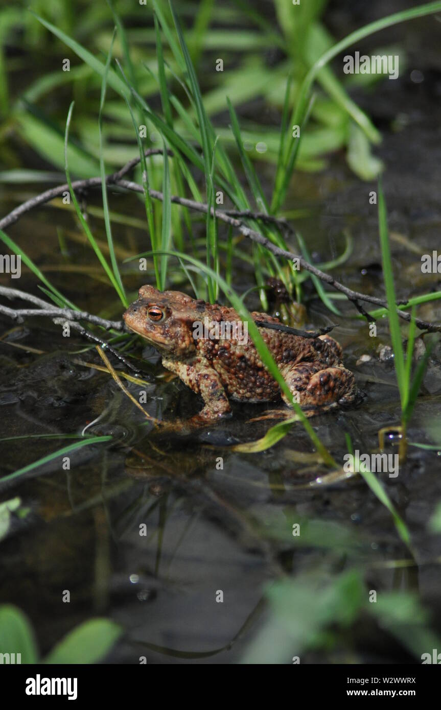 Toad, frog in the water. Amphibian Stock Photo - Alamy