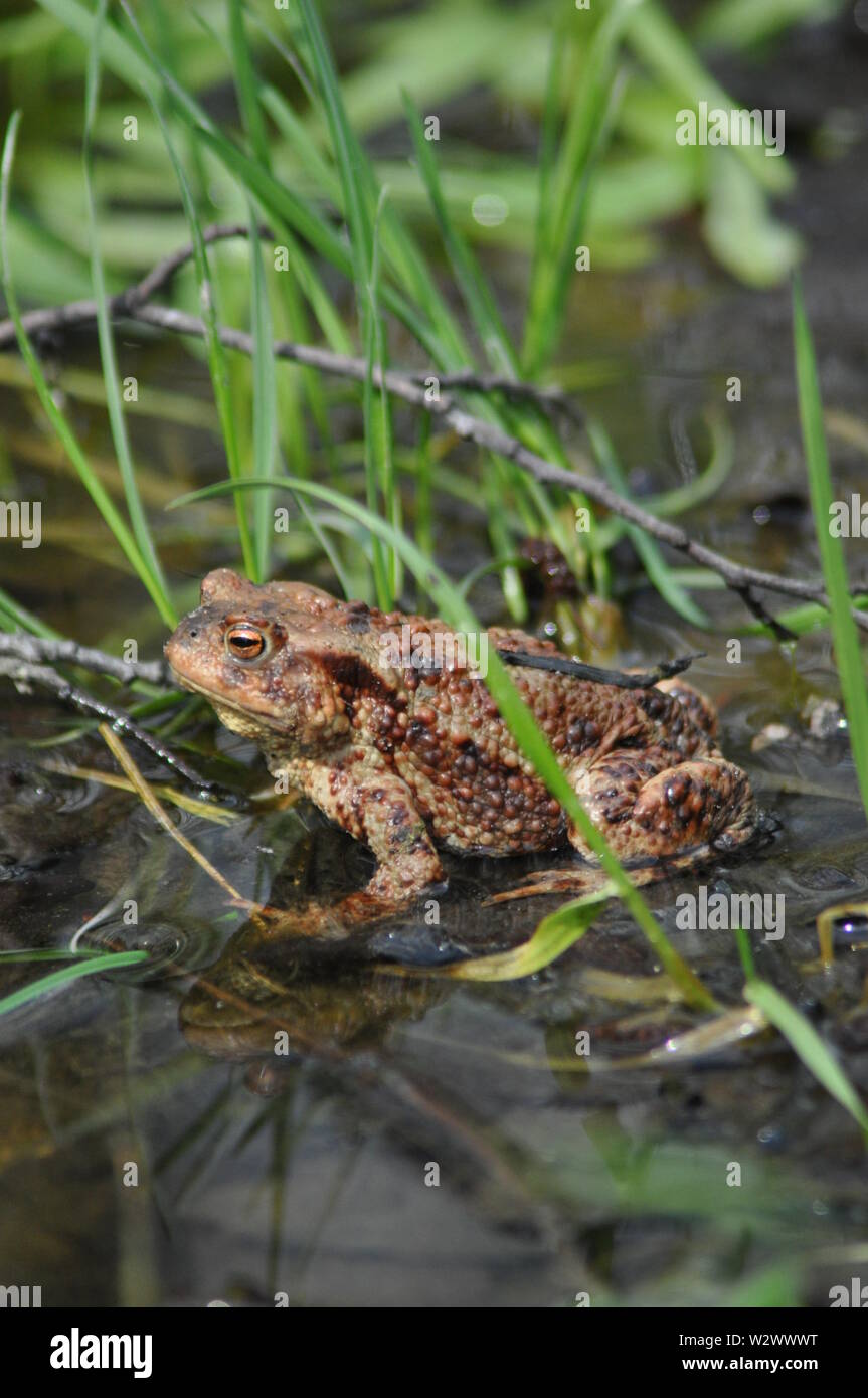 Toad, frog in the water. Amphibian Stock Photo - Alamy