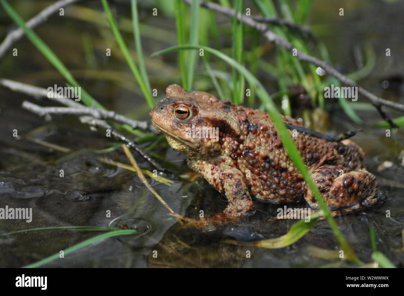 Toad, frog in the water. Amphibian Stock Photo - Alamy