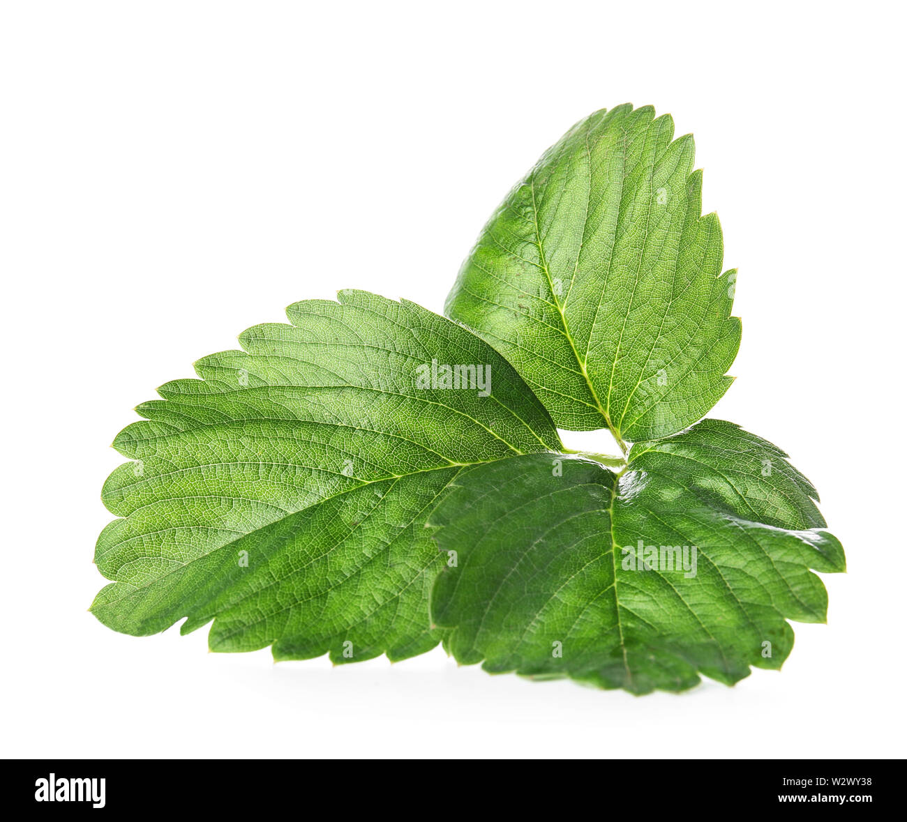Green strawberry leaves on white background Stock Photo - Alamy