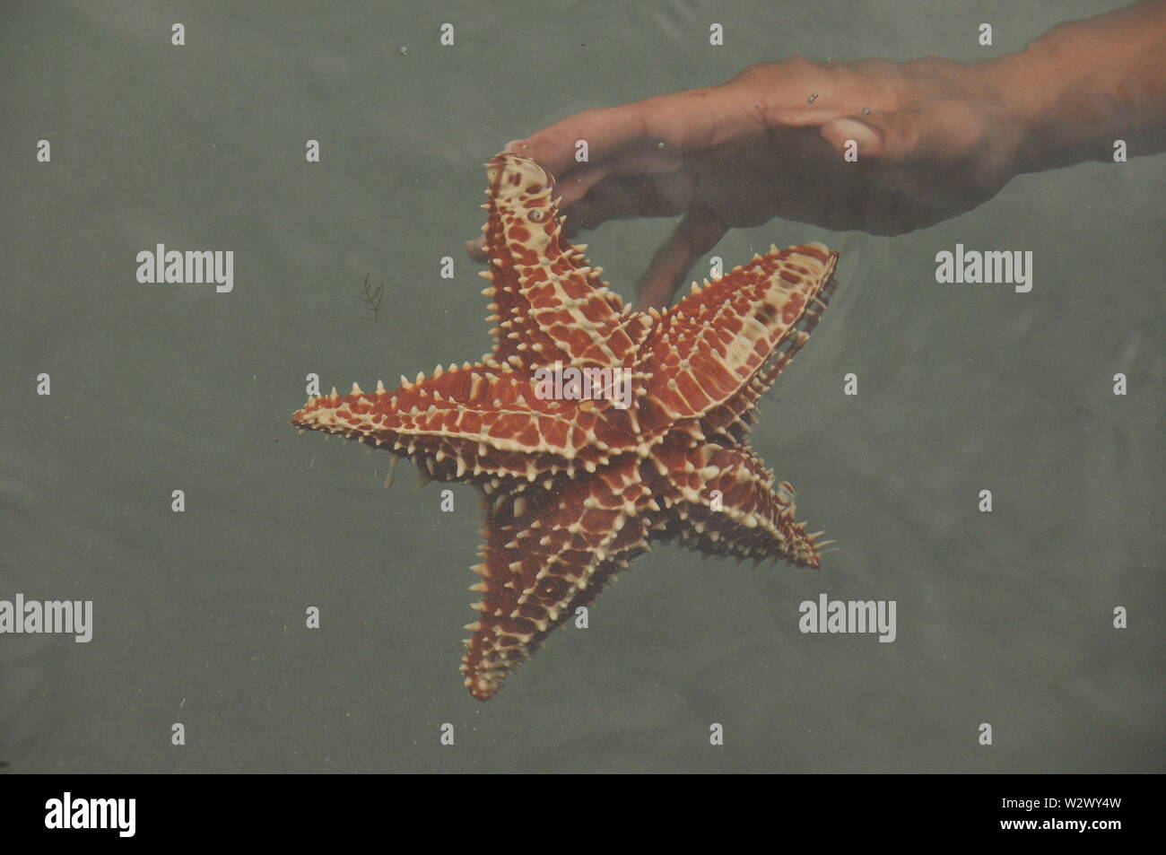 Starfish Oreaster reticulatus held in hand, caught in the Bocas del ...