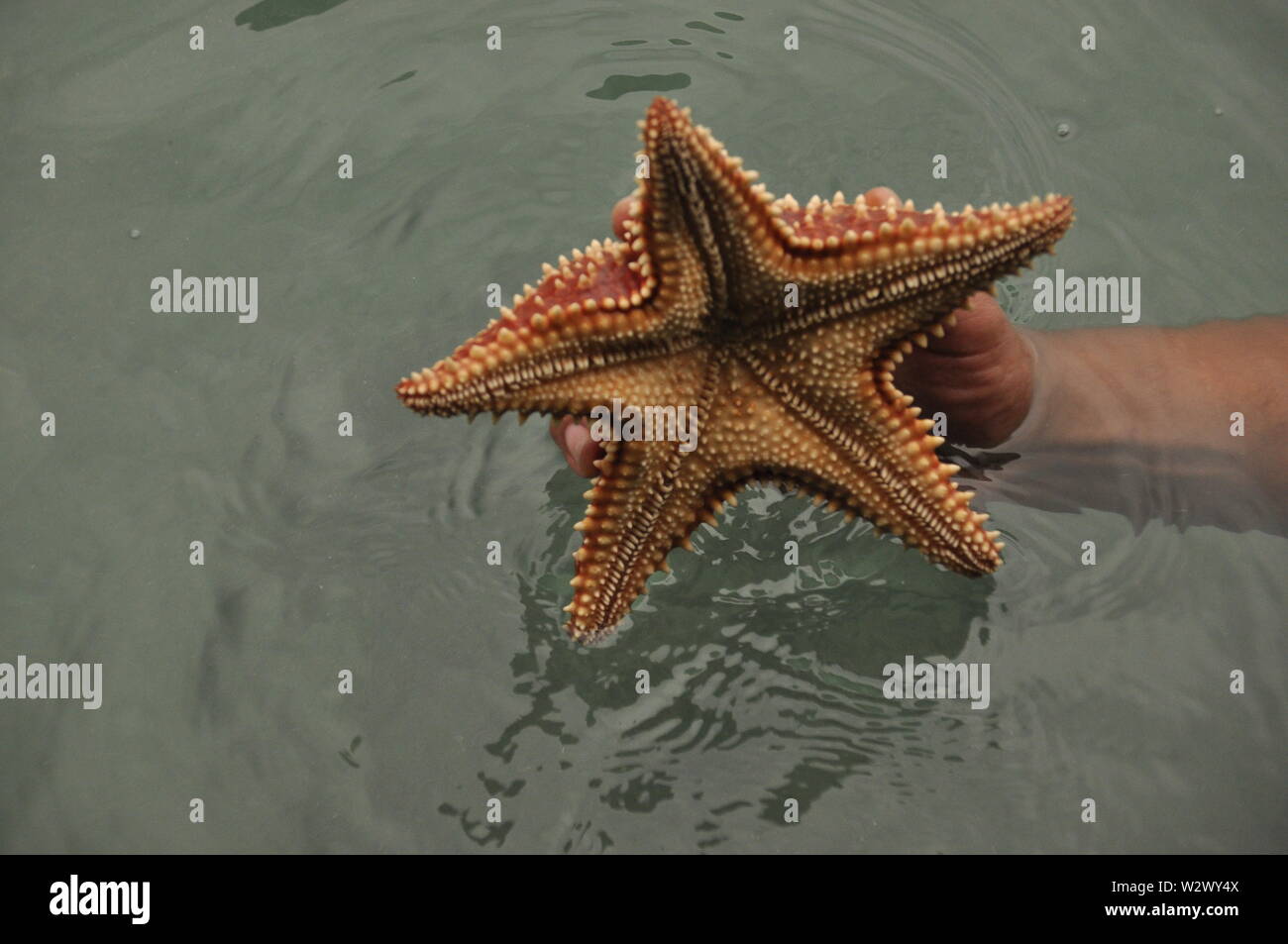 Oreaster reticulatus hi-res stock photography and images - Alamy