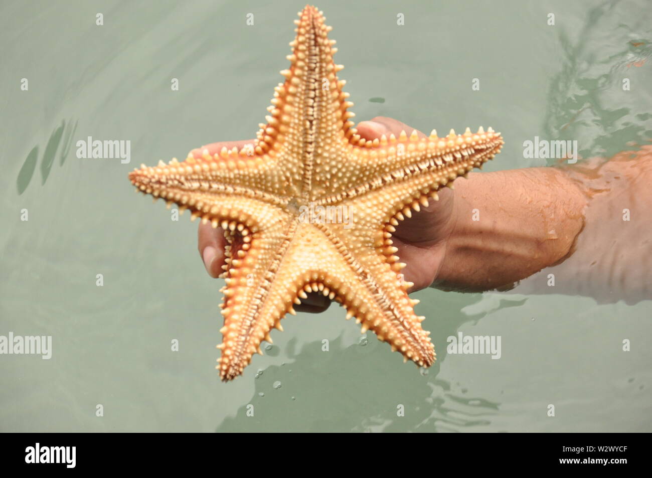 Starfish Oreaster reticulatus held in hand, caught in the Bocas del ...