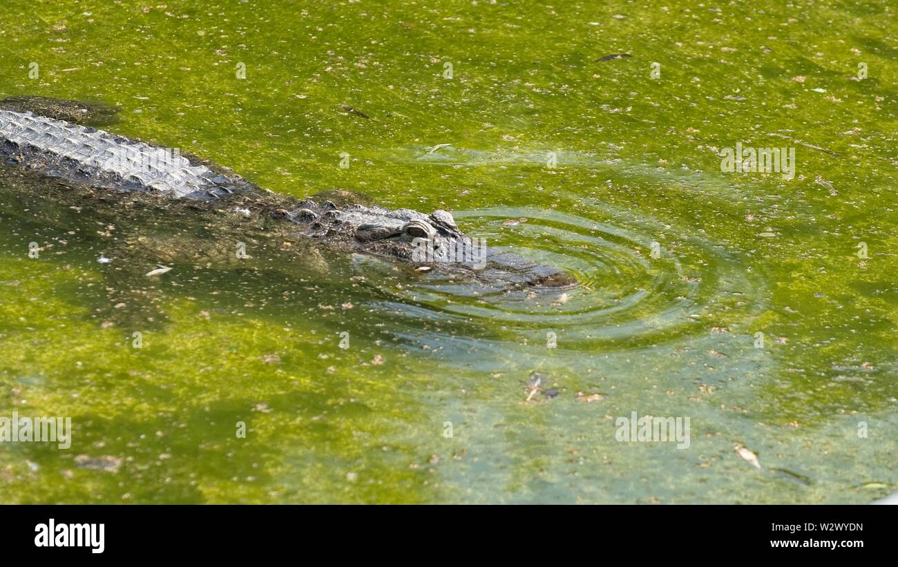 Alligator mountain hi-res stock photography and images - Alamy