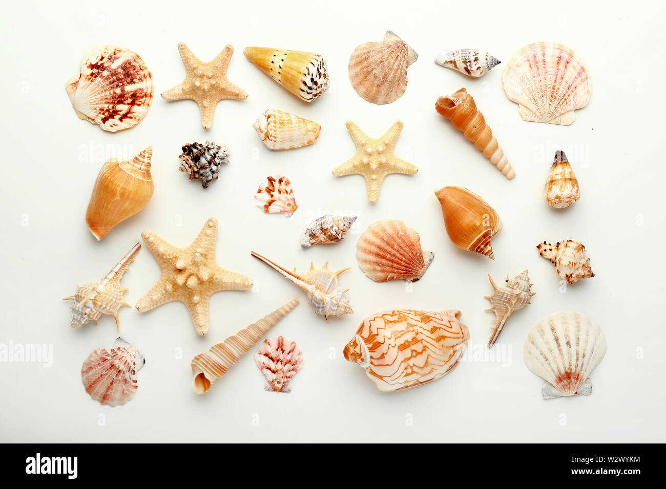 Many beautiful sea shells on white background, top view Stock Photo - Alamy