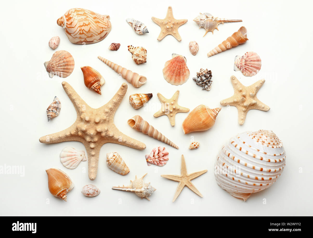 Many beautiful sea shells on white background, top view Stock Photo - Alamy