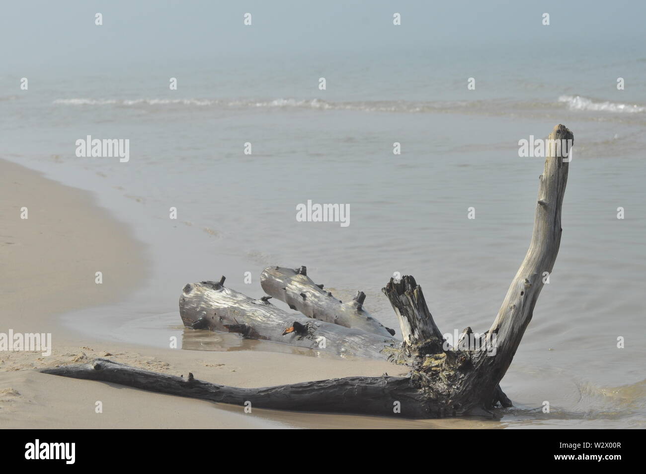 Tree trunk thrown by the waves of the sea. The sand in the desert in ...