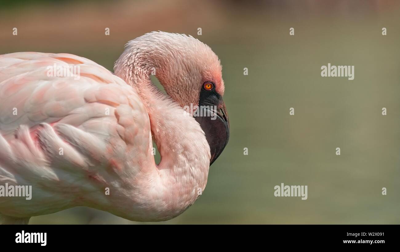 Flamingo silhouette hi-res stock photography and images - Alamy