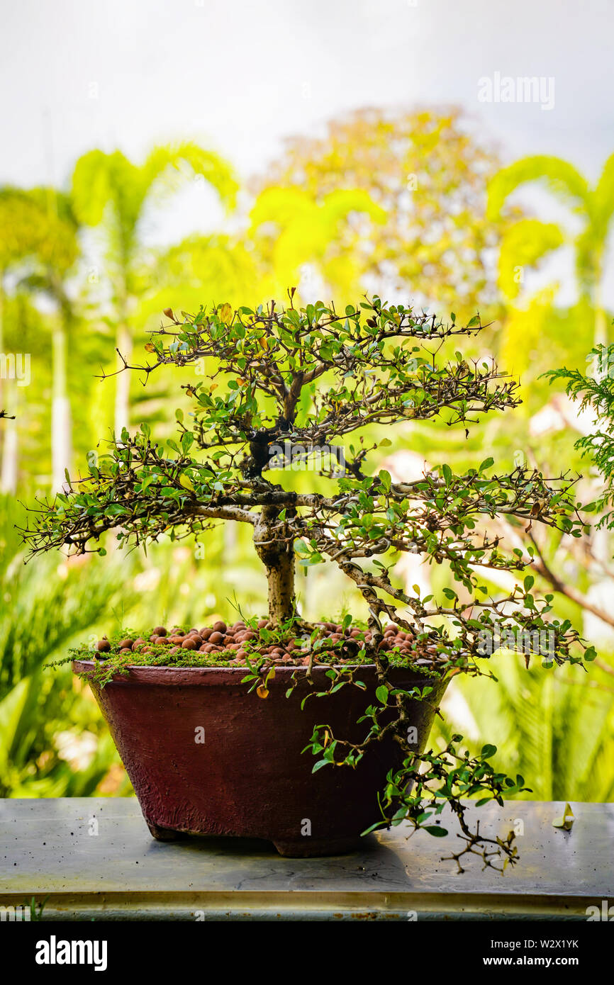 Bonzai tree on the wood table in the garden Stock Photo - Alamy