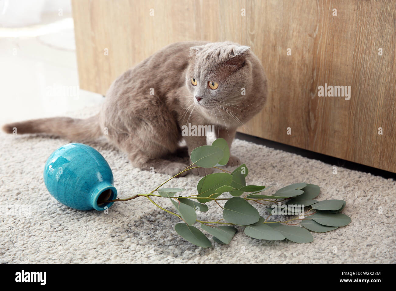 Cute cat and dropped vase on carpet Stock Photo - Alamy