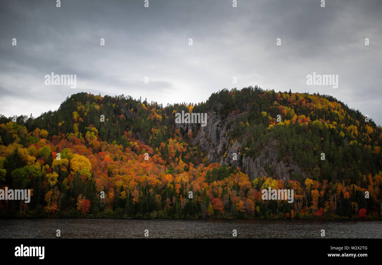 Yellow birch quebec hi-res stock photography and images - Alamy